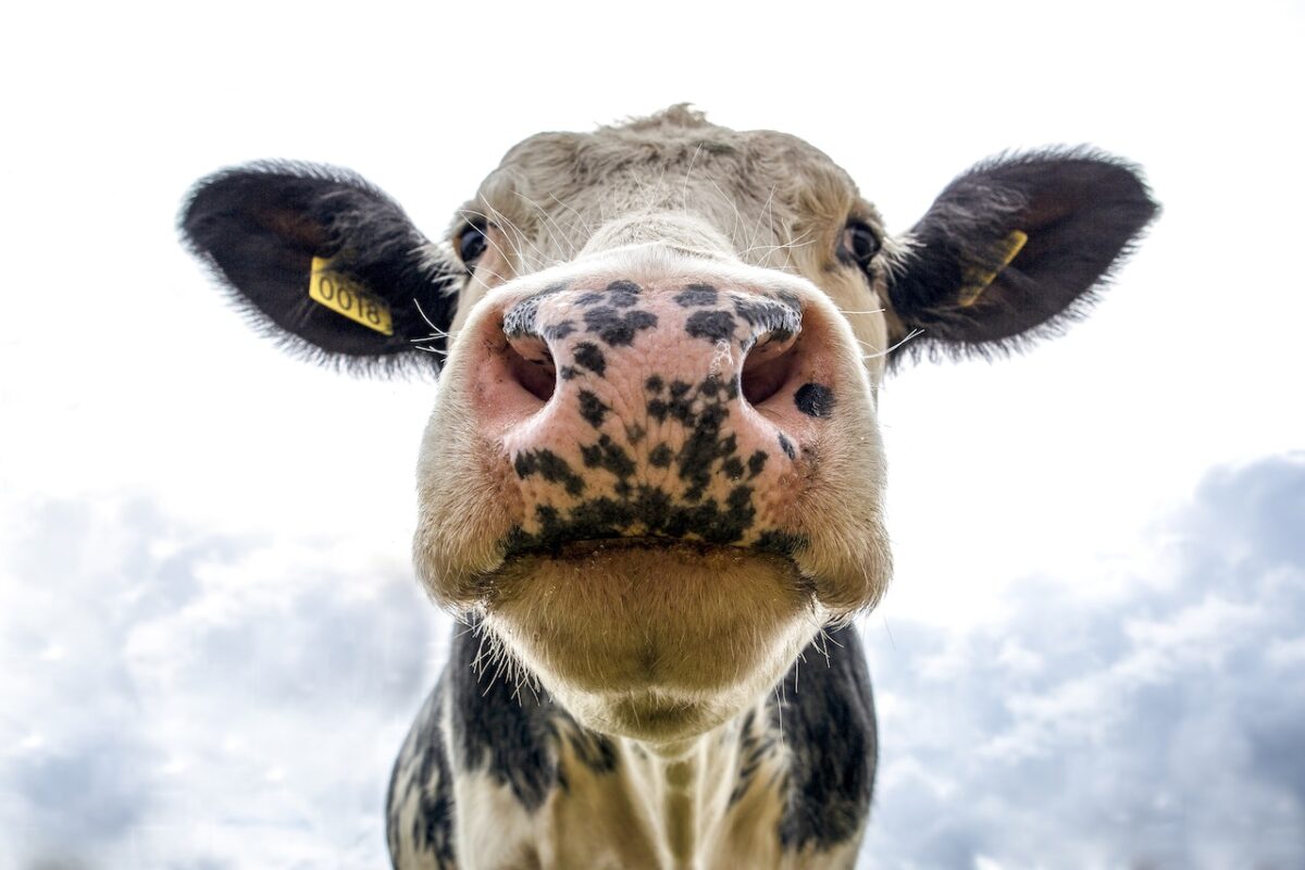 El significado espiritual de la vaca en su conexión con la naturaleza ...