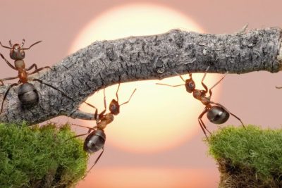 Significado Espiritual de los Insectos: Guías y Mensajes Ocultos ...
